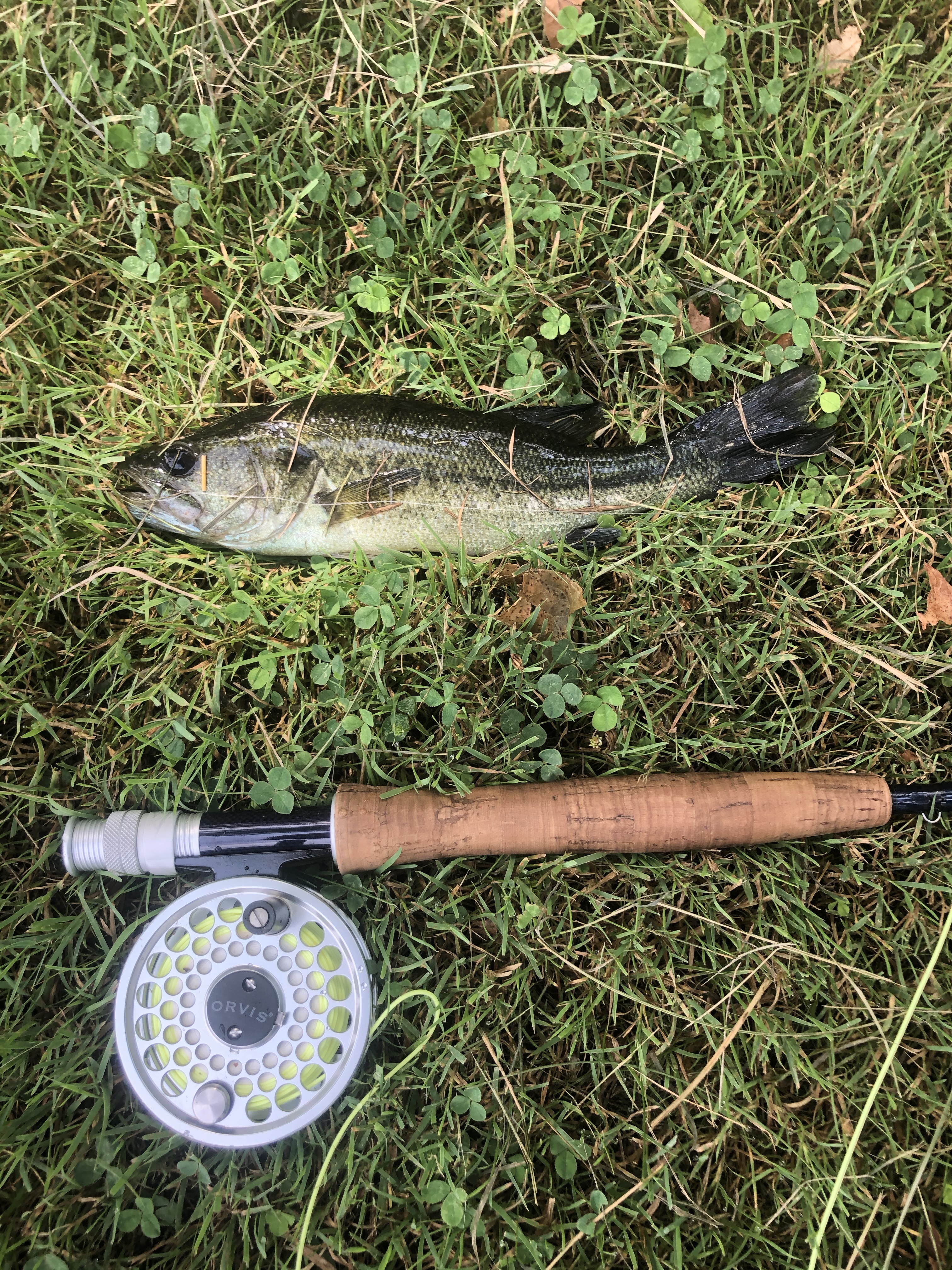 A Good Morning Fly Fishing